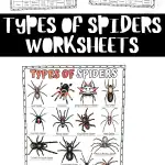 Spider Worksheet for Kids (Identify Different Types of Spiders)