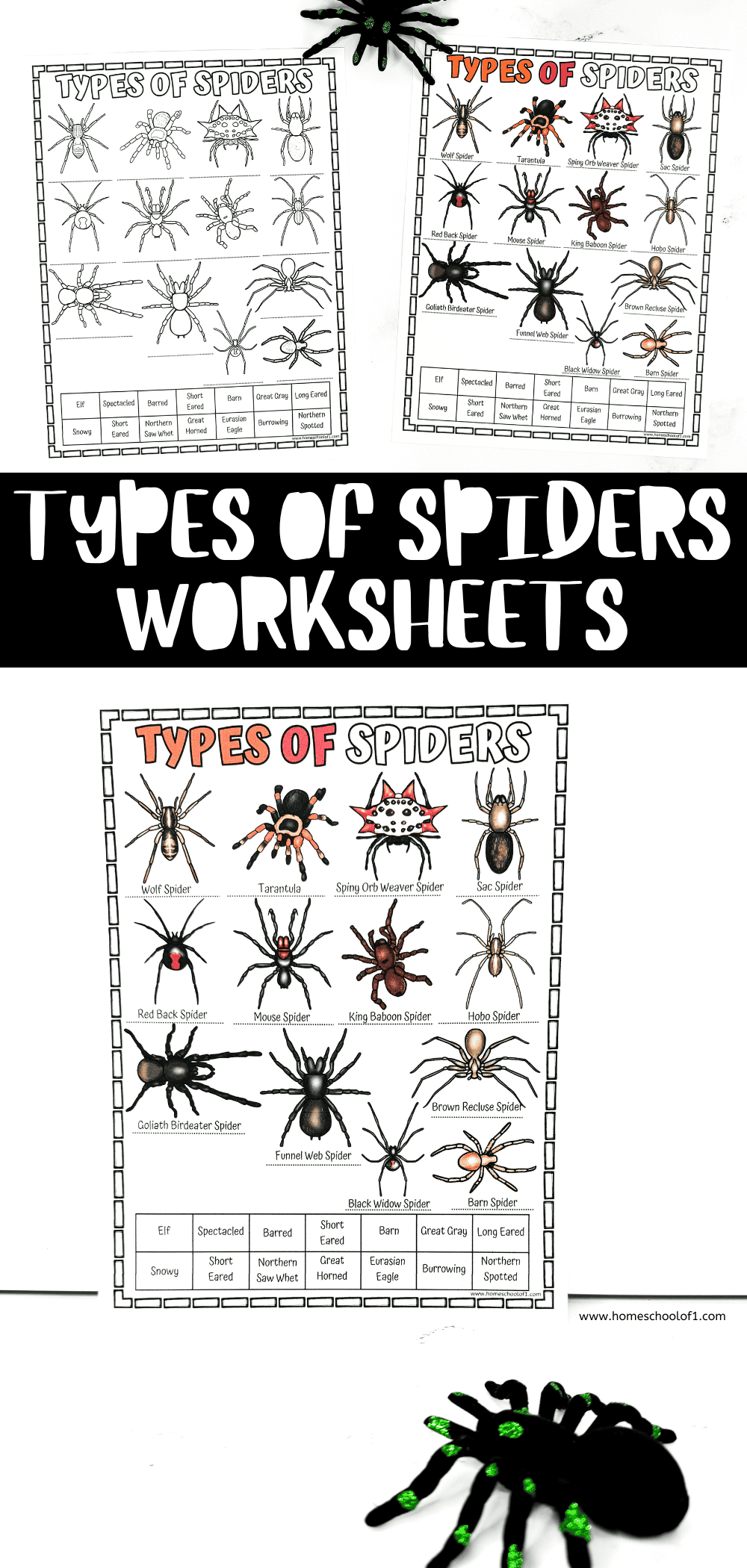 Spider Worksheet for Kids (Identify Different Types of Spiders)