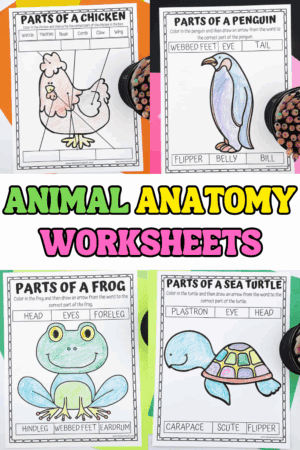 21 Free Animal Anatomy Worksheets for Kids