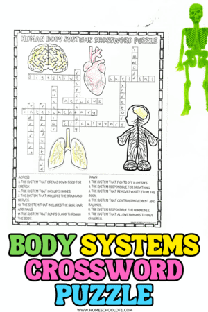 Human Body Systems Crossword Puzzle (Free Printable)