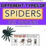 Spider Worksheet for Kids (Identify Different Types of Spiders)