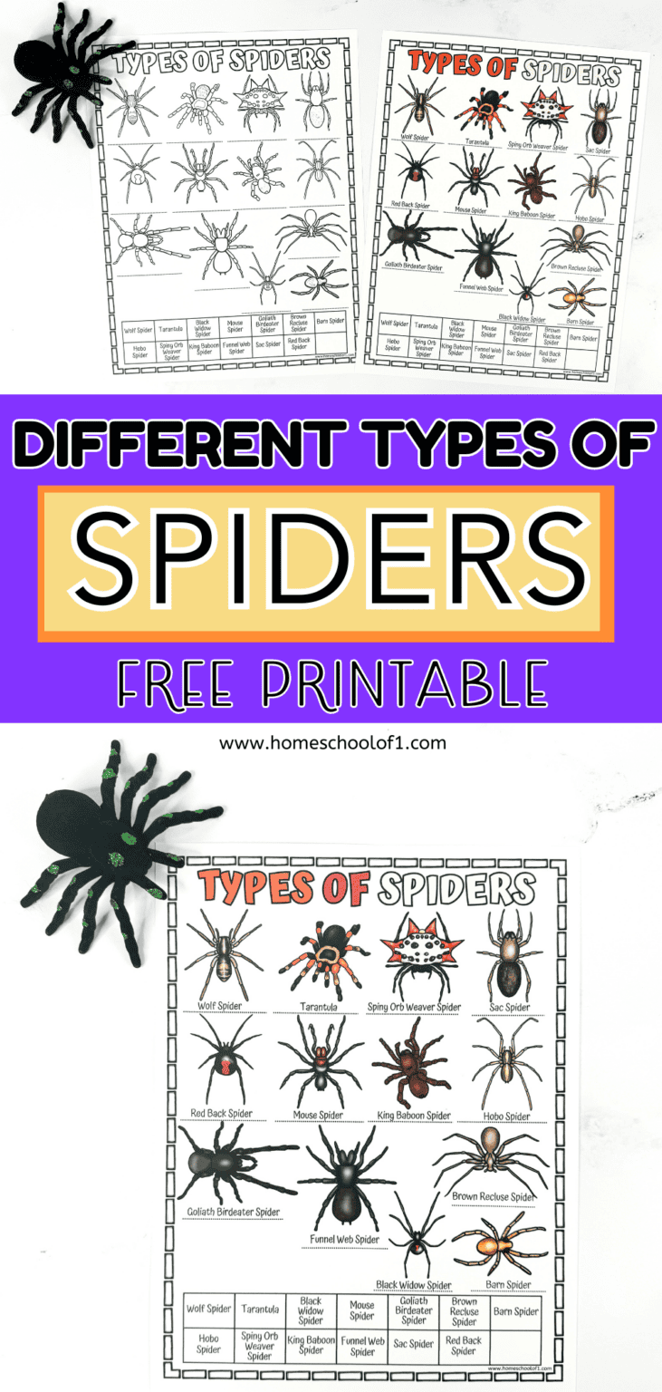 Spider Worksheet for Kids (Identify Different Types of Spiders)