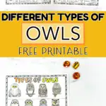 Different Types of Owls Worksheet (Free Printable)