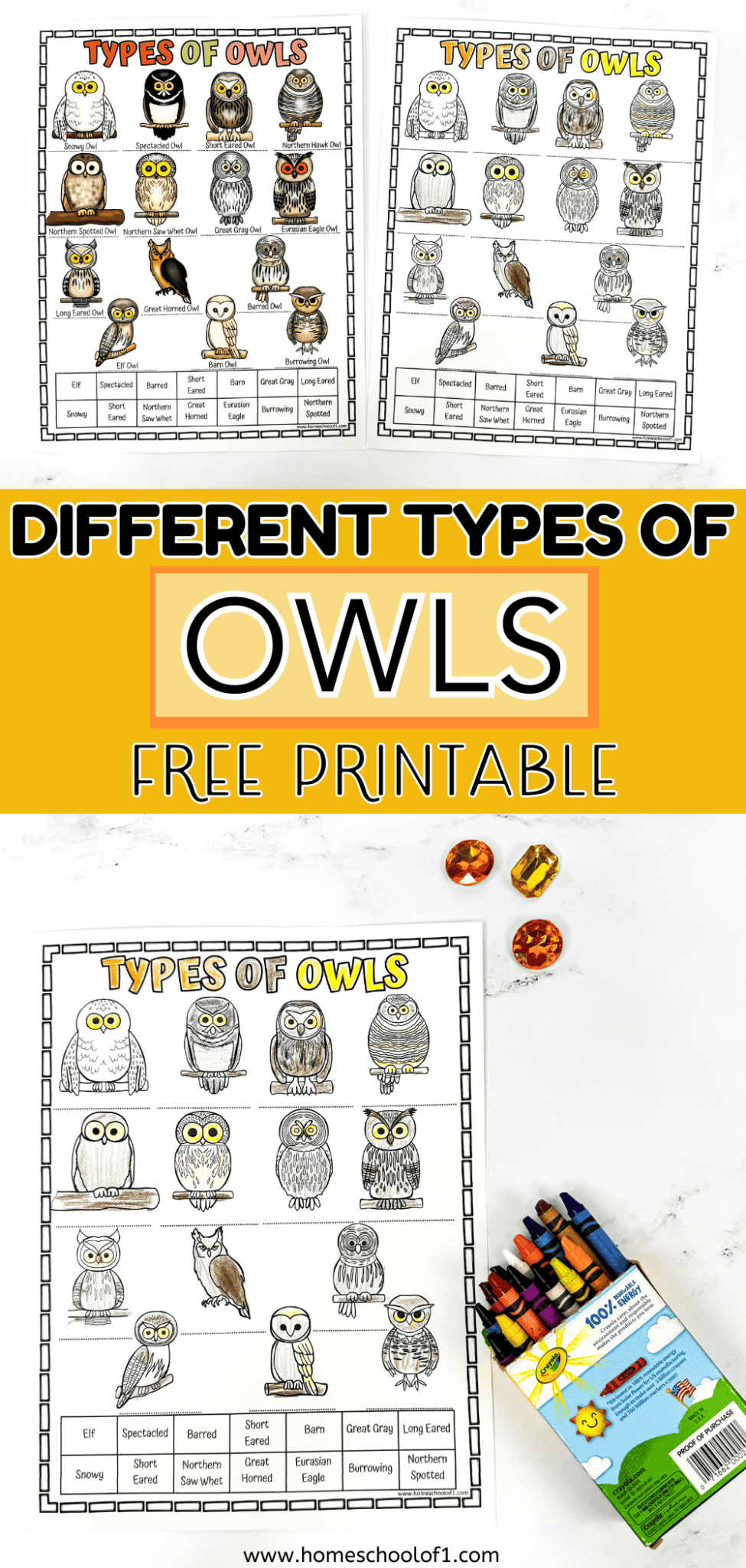 Different Types of Owls Worksheet (Free Printable)