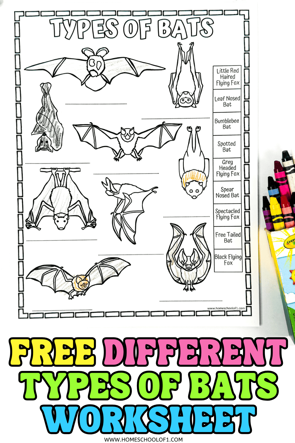 Different Types of Bats Worksheet (Free Printable)