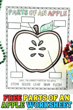 Parts of an Apple Worksheet for Preschool and Kindergarten