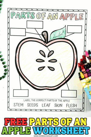 Parts of an Apple Worksheet for Preschool and Kindergarten