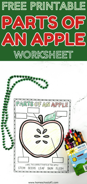 Parts Of An Apple Worksheet (Free Printable)