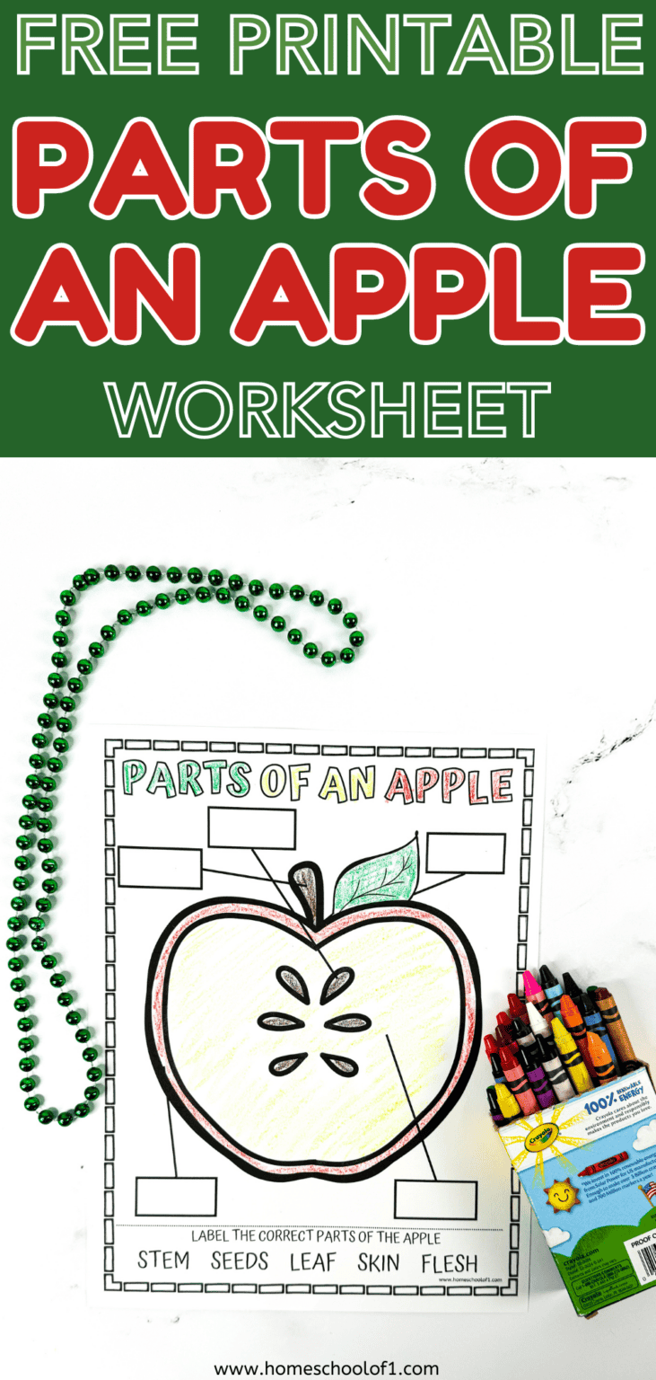Parts Of An Apple Worksheet (Free Printable)