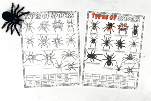 17 Fun Spider Activities for Kids to Learn and Play