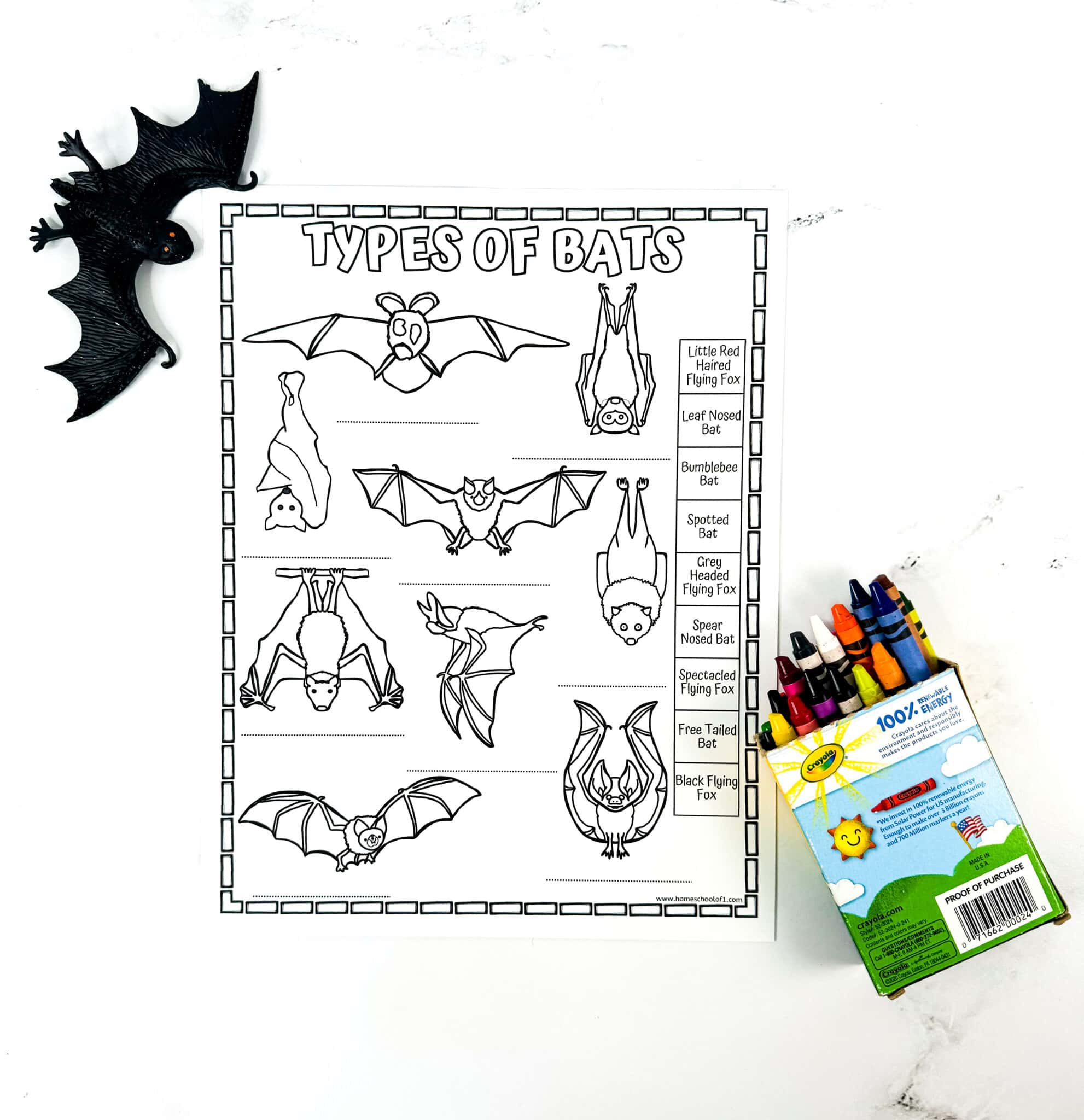 Different Types of Bats Worksheet (Free Printable)