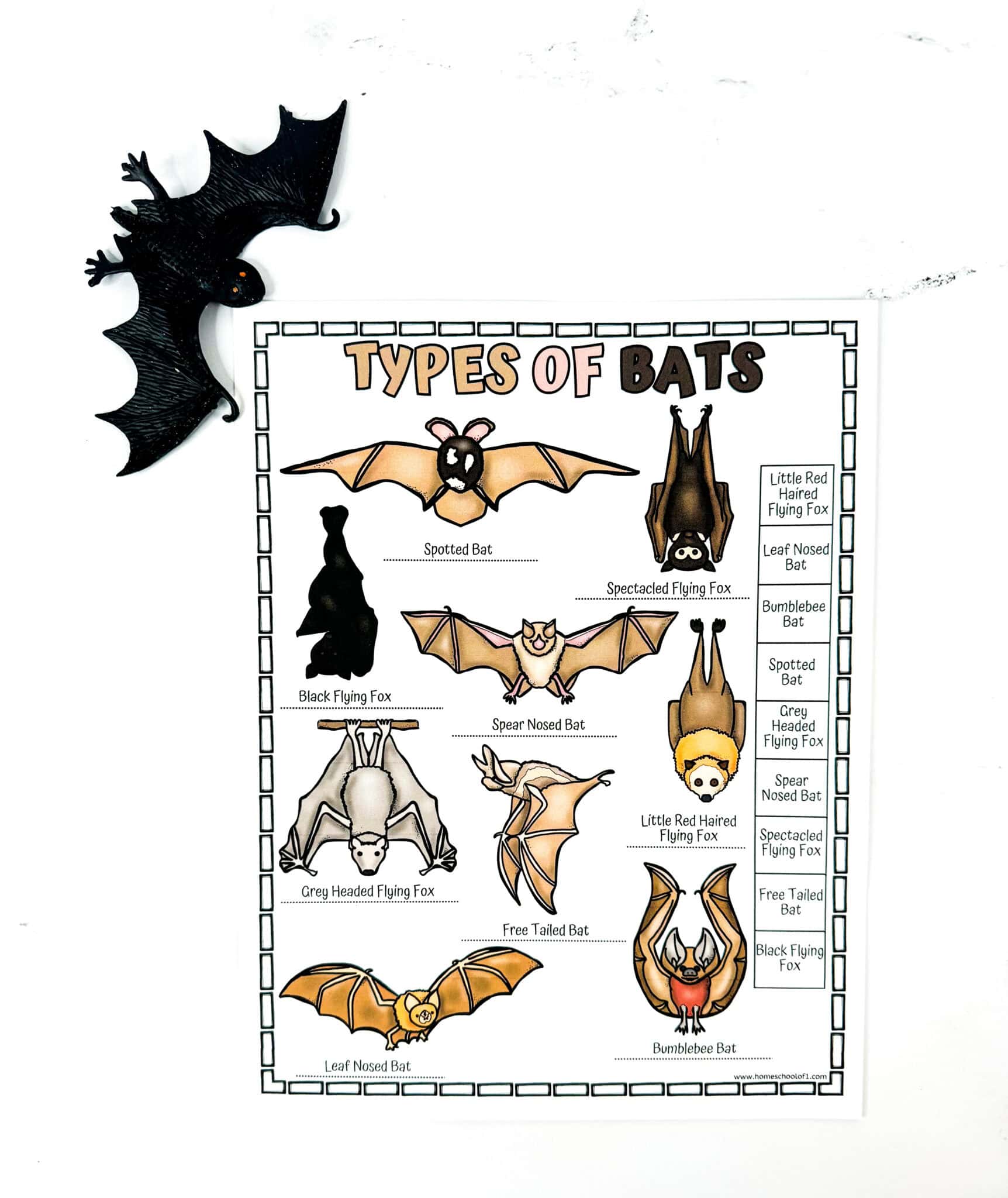 Different Types of Bats Worksheet (Free Printable)