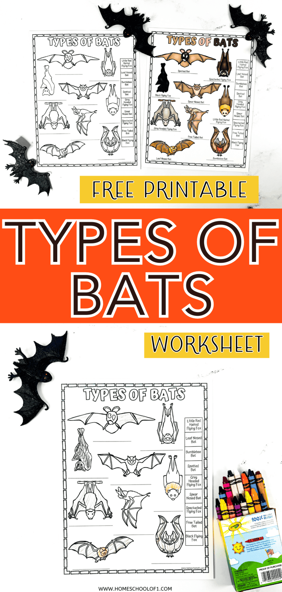 Different Types of Bats Worksheet (Free Printable)