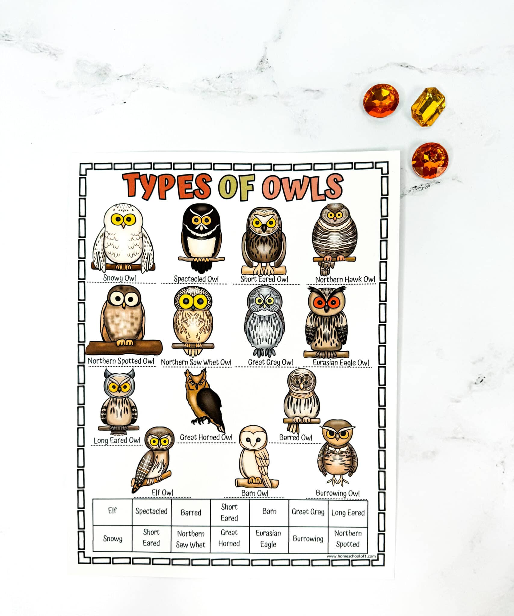 Different Types of Owls Worksheet (Free Printable)