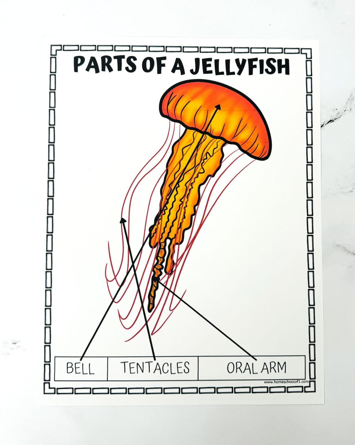 Free Parts of a Jellyfish Worksheet