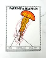 Free Parts of a Jellyfish Worksheet
