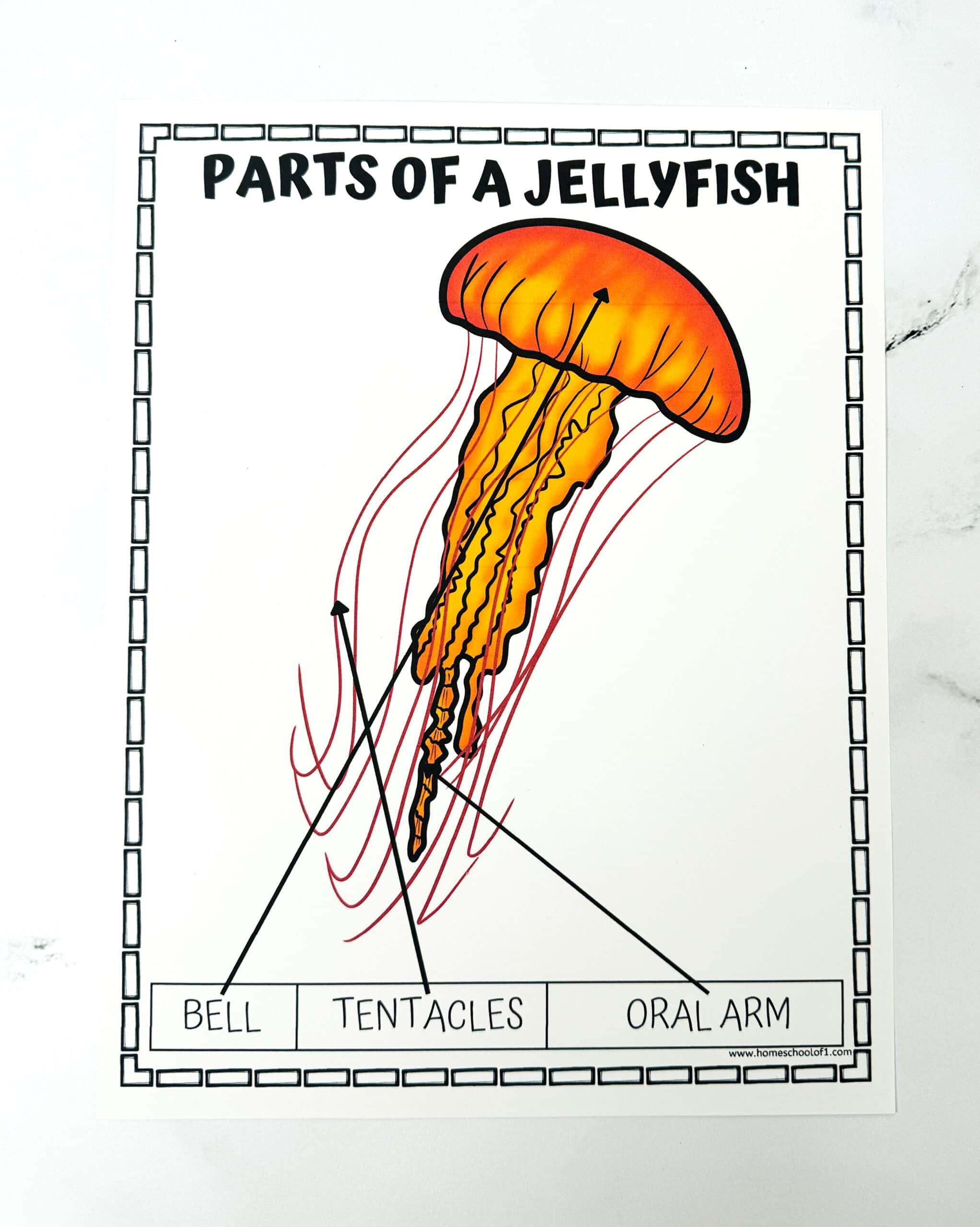 Free Parts of a Jellyfish Worksheet