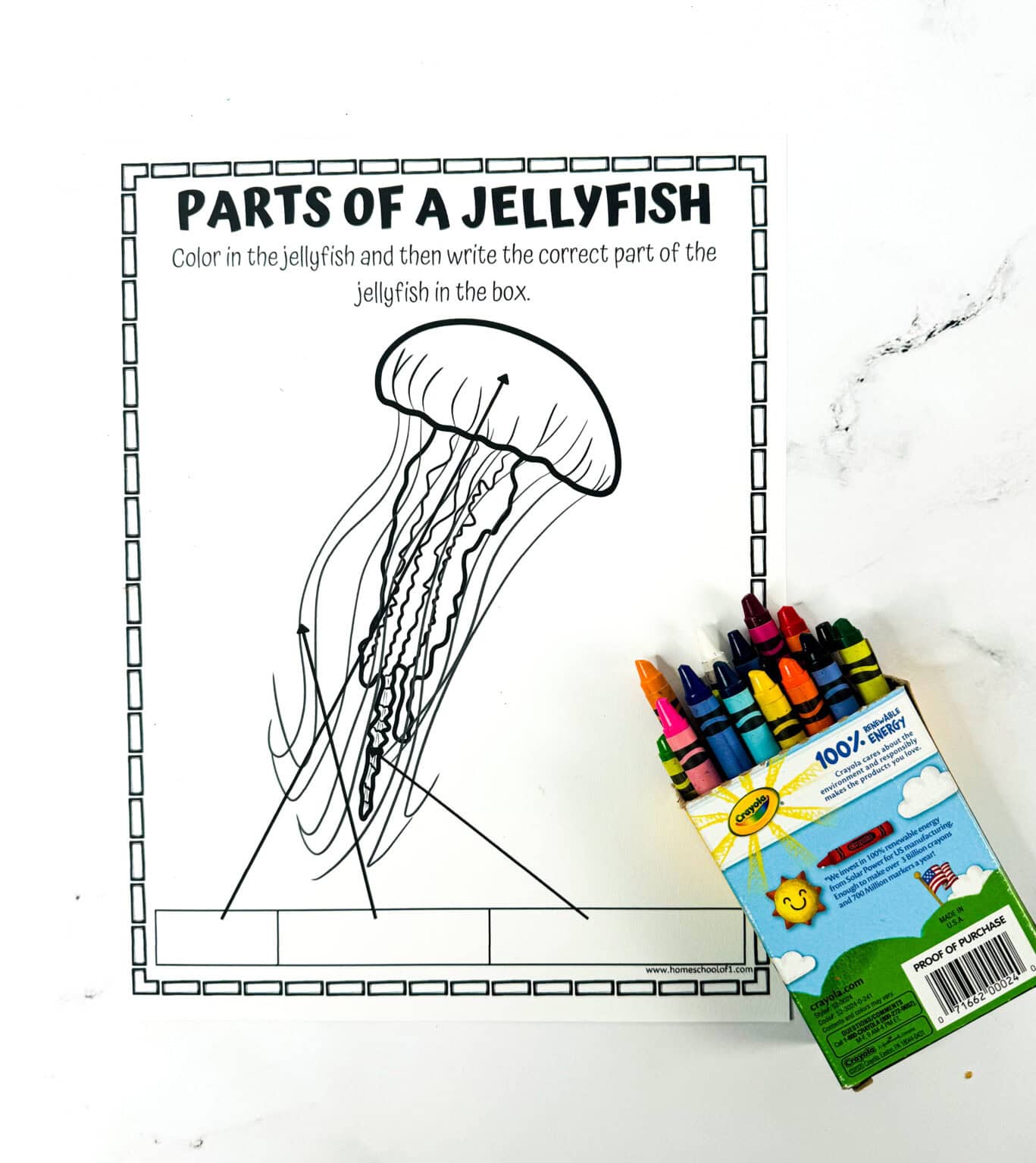 Free Parts of a Jellyfish Worksheet