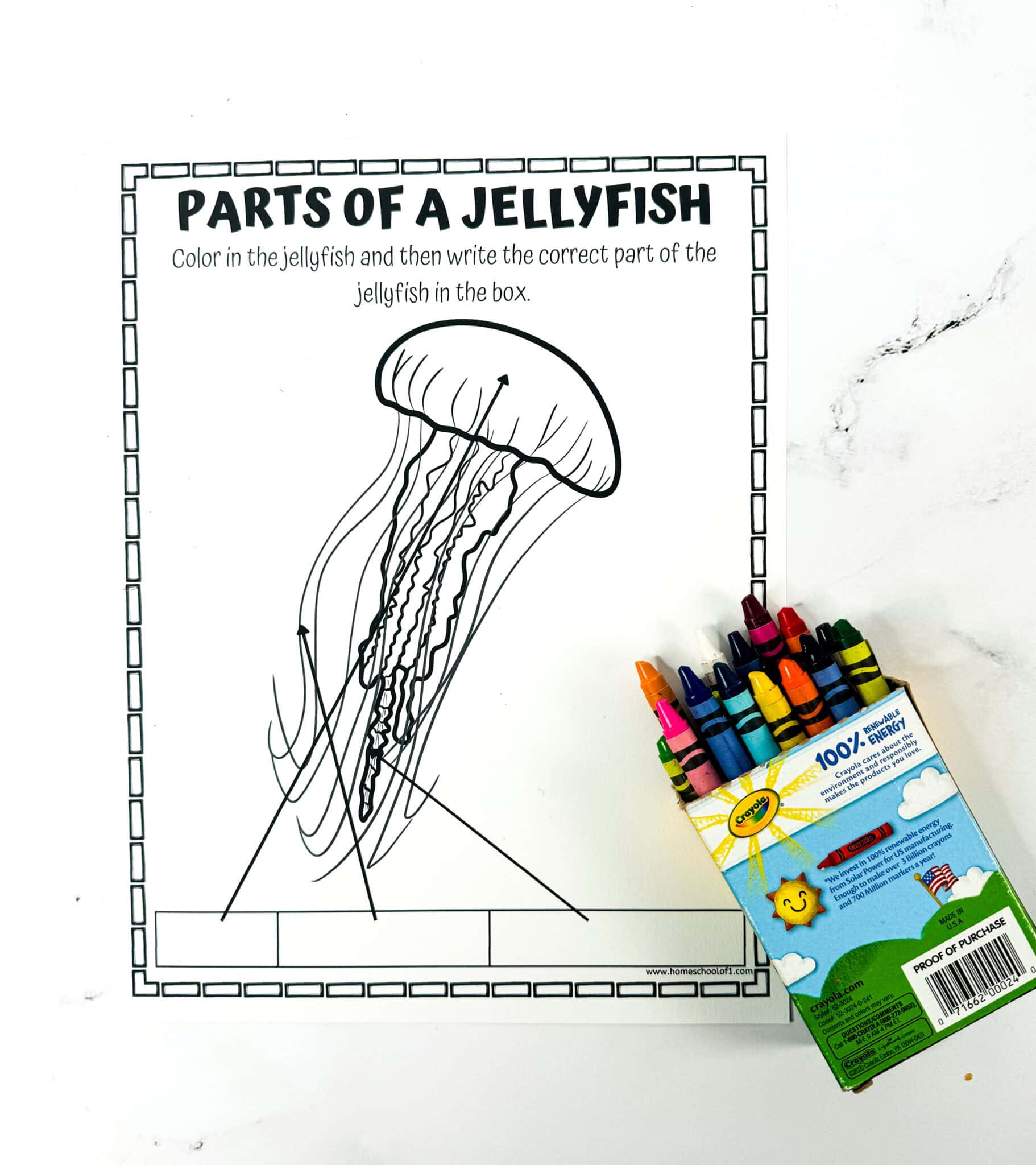 Free Parts of a Jellyfish Worksheet