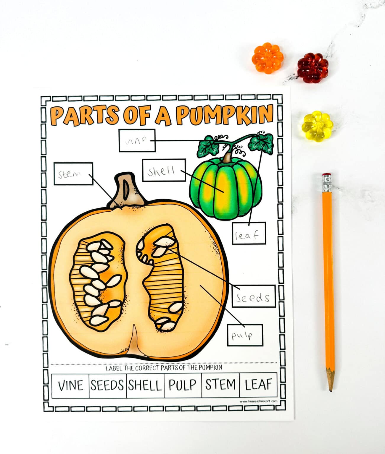Parts of a Pumpkin Worksheet (Free Coloring Page)