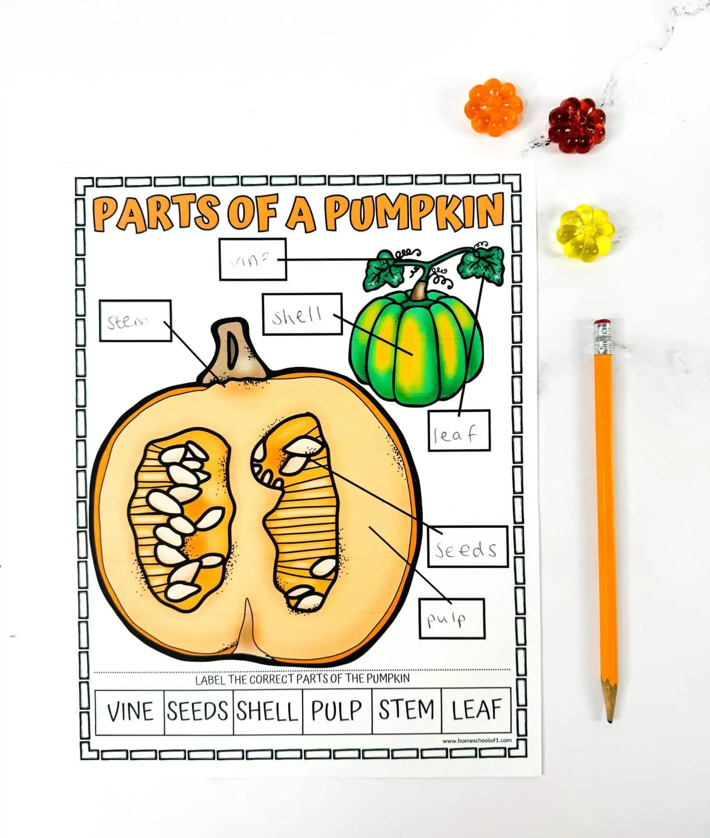 Parts Of A Pumpkin Diagram Parts Of A Pumpkin Worksheet Little Bins