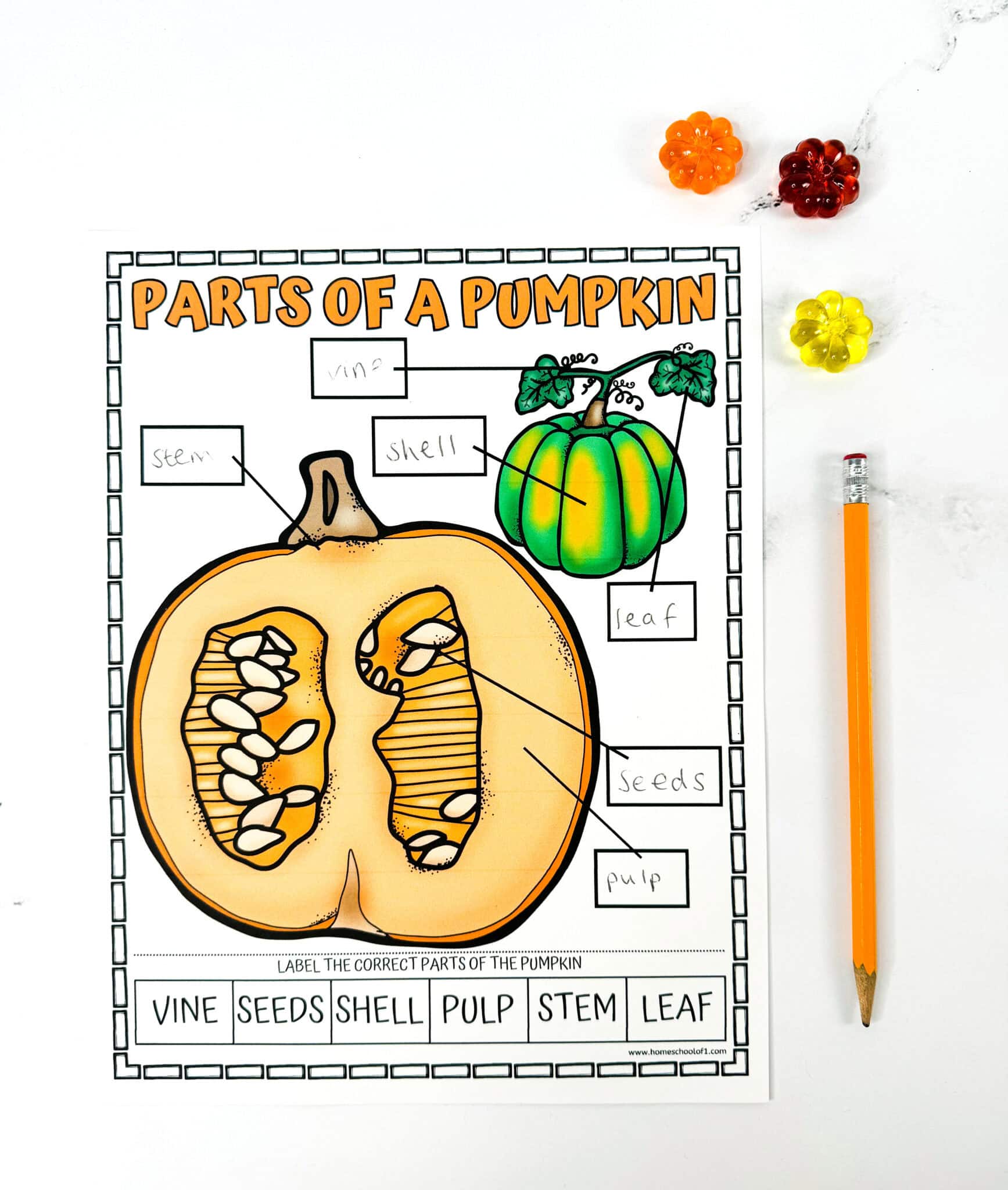 Parts of a Pumpkin Worksheet (Free Coloring Page)