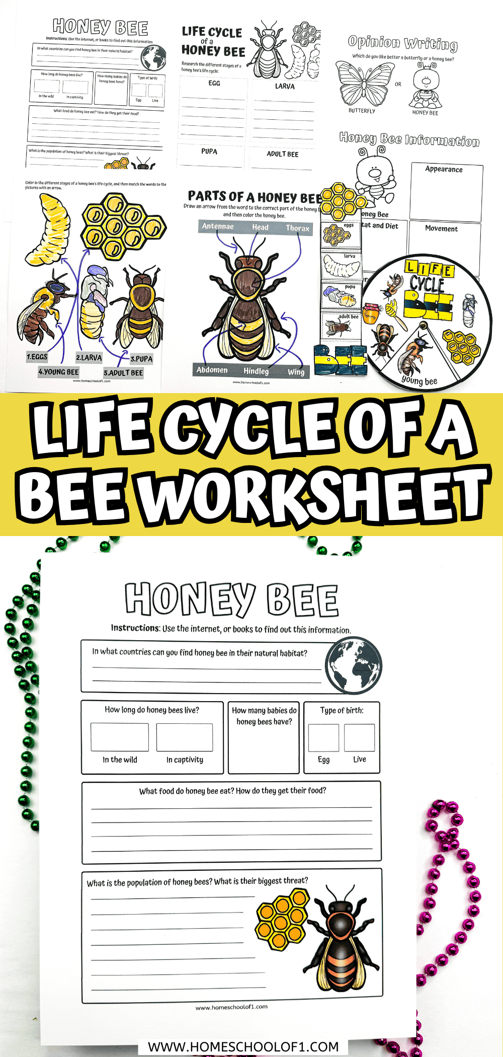 Free Life Cycle of a Bee Worksheet for Kids