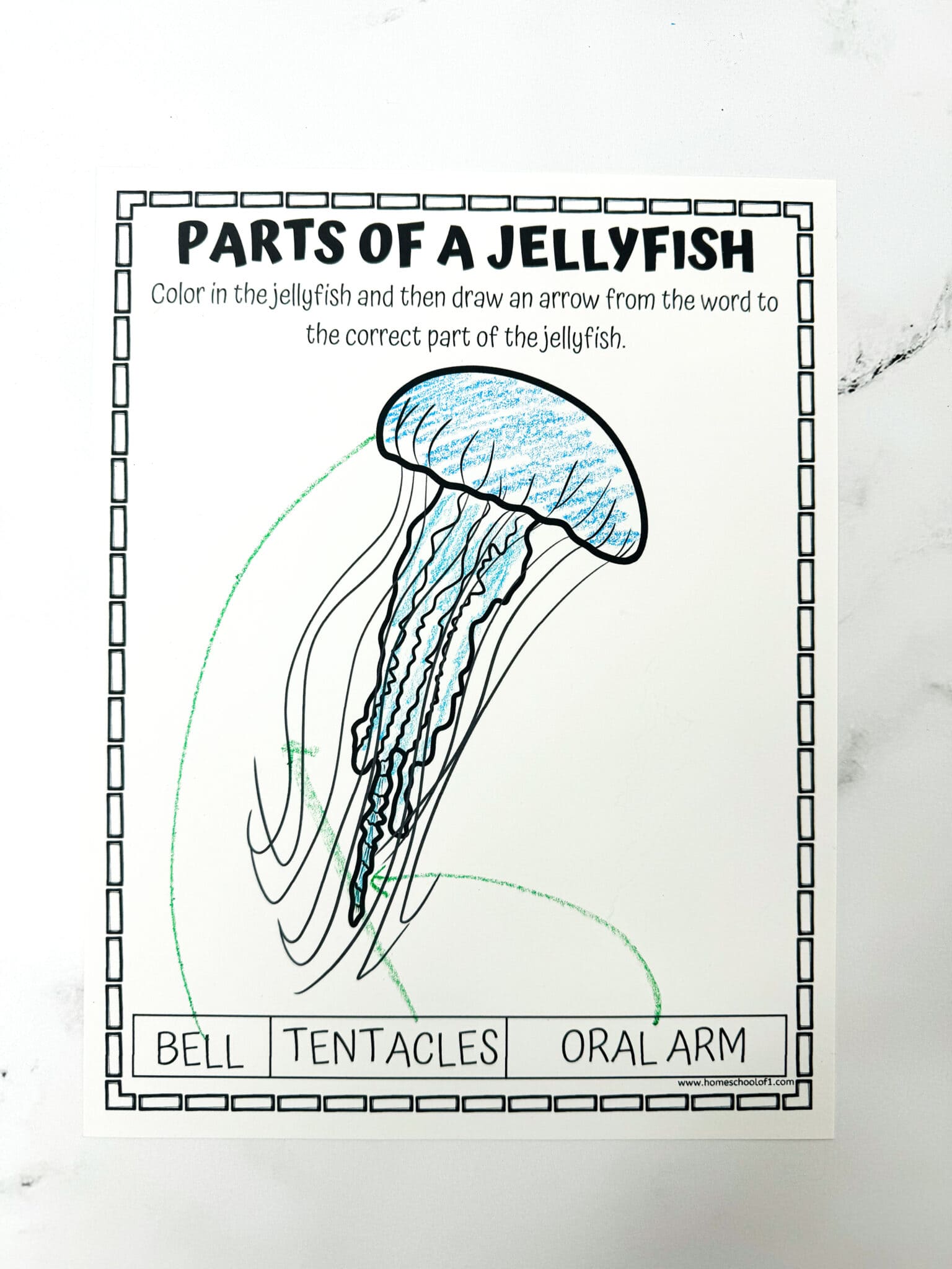 Free Parts of a Jellyfish Worksheet