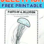 Free Parts of a Jellyfish Worksheet