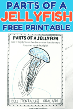 Free Parts of a Jellyfish Worksheet