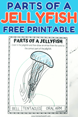 Free Parts of a Jellyfish Worksheet