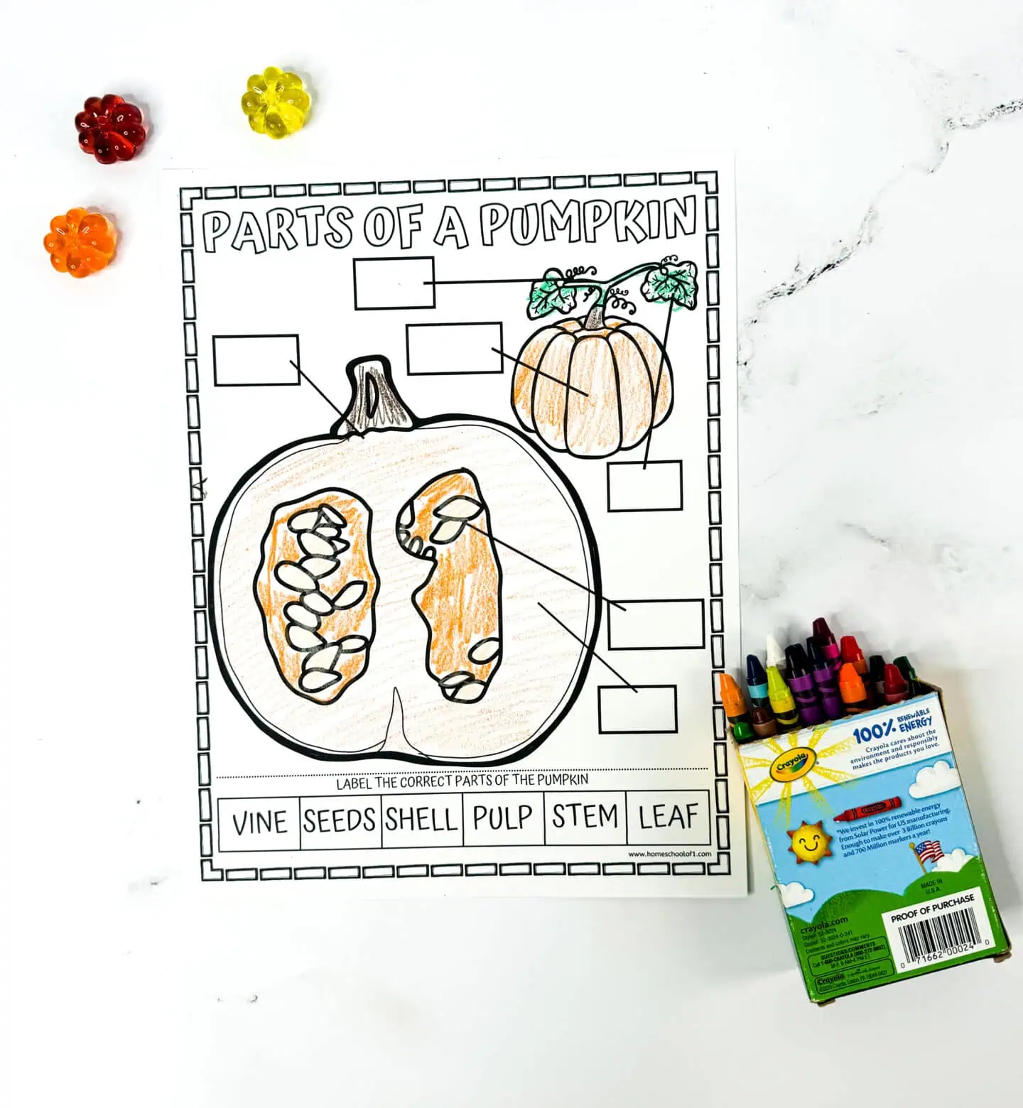 Parts of a Pumpkin Worksheet (Free Coloring Page)