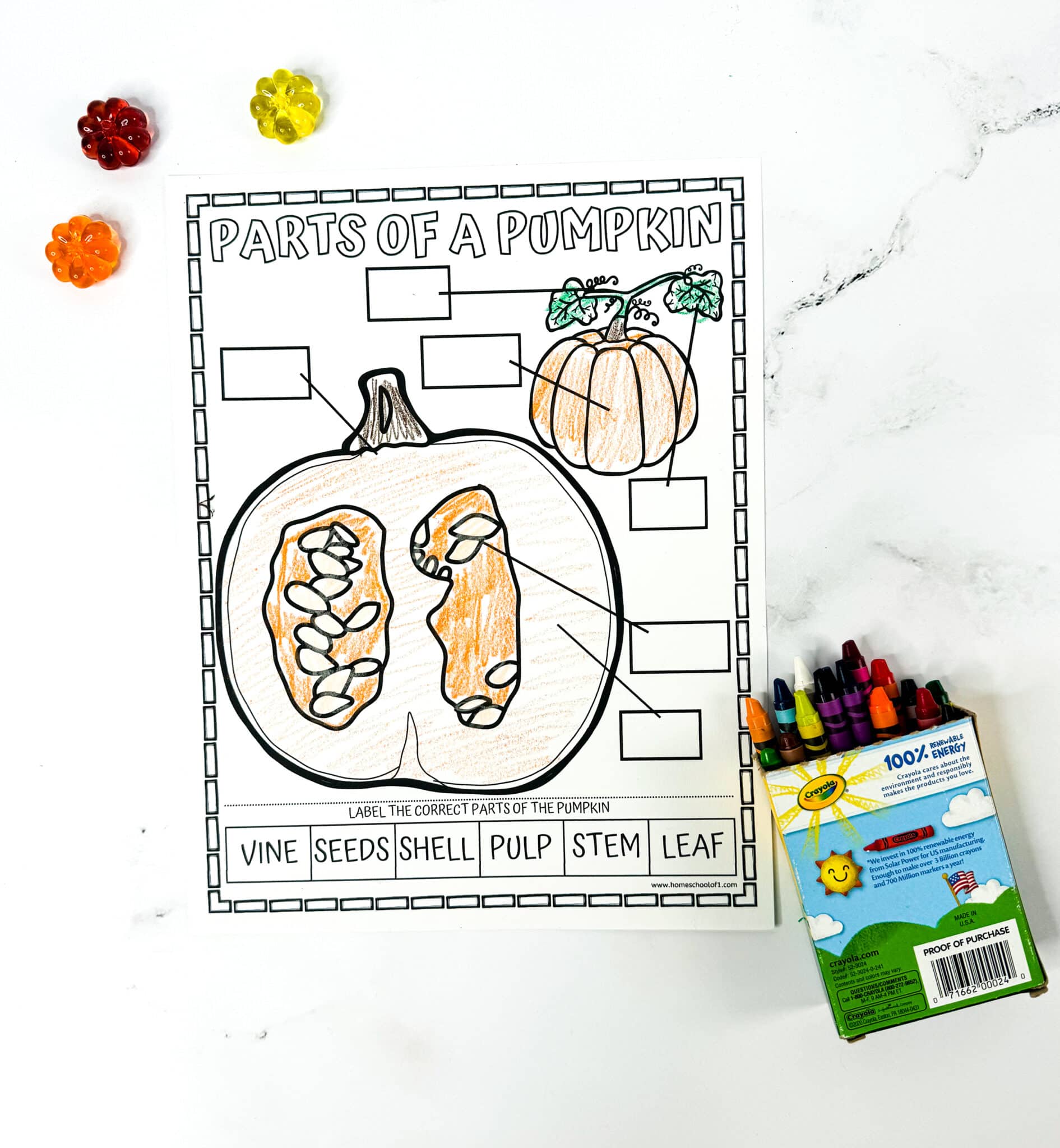 Parts of a Pumpkin Worksheet (Free Coloring Page)