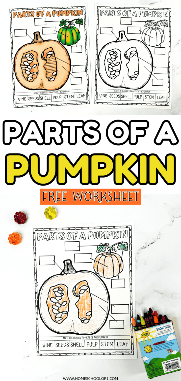 Parts of a Pumpkin Worksheet (Free Coloring Page)