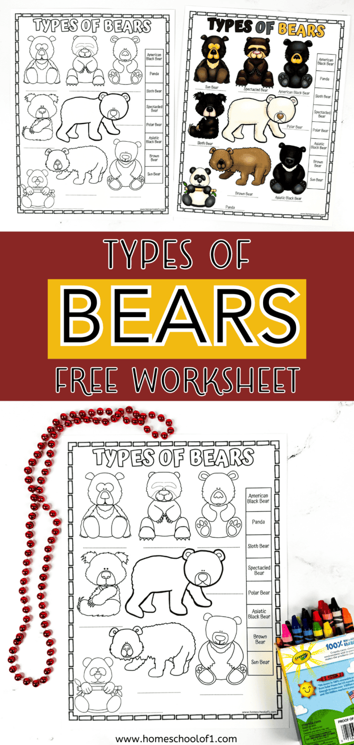 Different Types of Bears Worksheet (Free Printable)