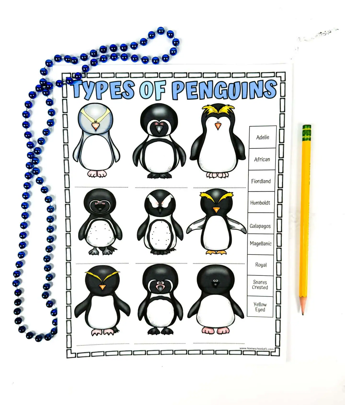 Different Types of Penguins Worksheet (Free Printable)