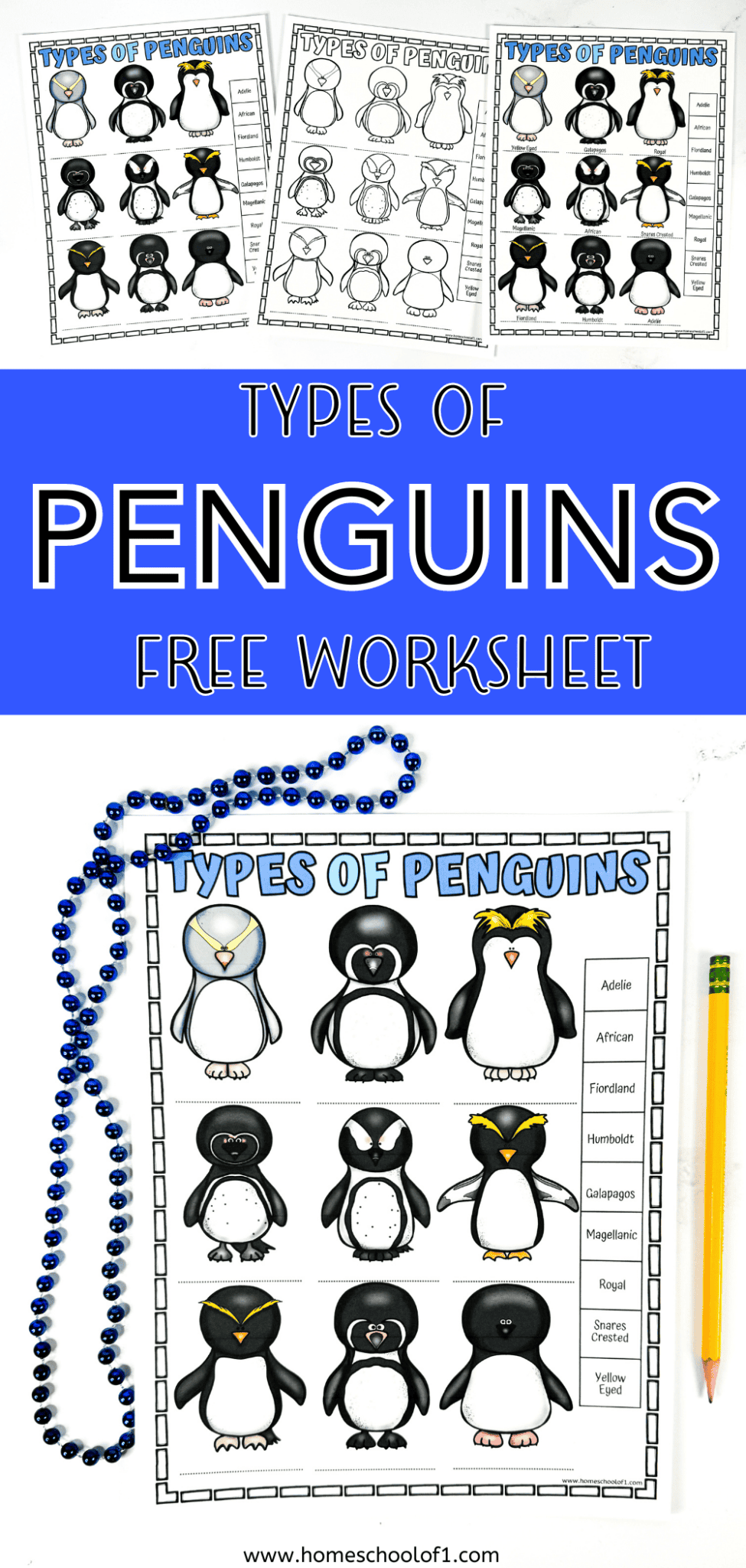 Different Types of Penguins Worksheet (Free Printable)