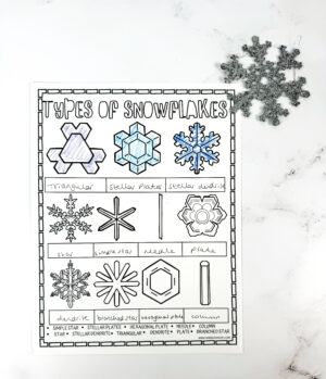 Free Life Cycle Worksheets for Kids – Fun & Educational Printables
